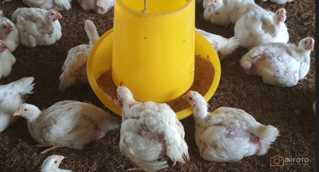 Beda Pakan Layer dan Broiler | PakanPabrik.com