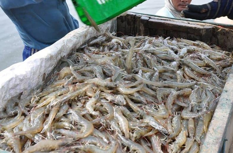 6 Cara Merawat Air Tambak Udang Vaname | PakanPabrik.com
