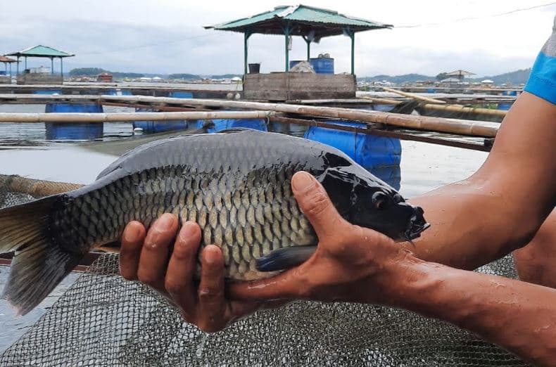 Jenis Lumut Pakan Ikan Nila yang Mudah Dibudidayakan | PakanPabrik.com
