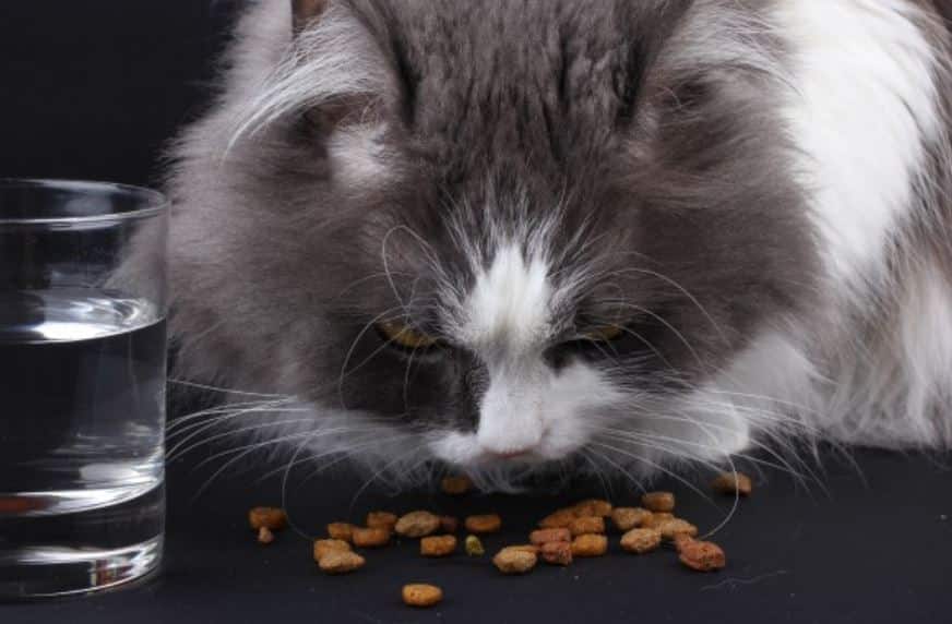 Pabrik Pakan Kucing - Perumperindo.co.id