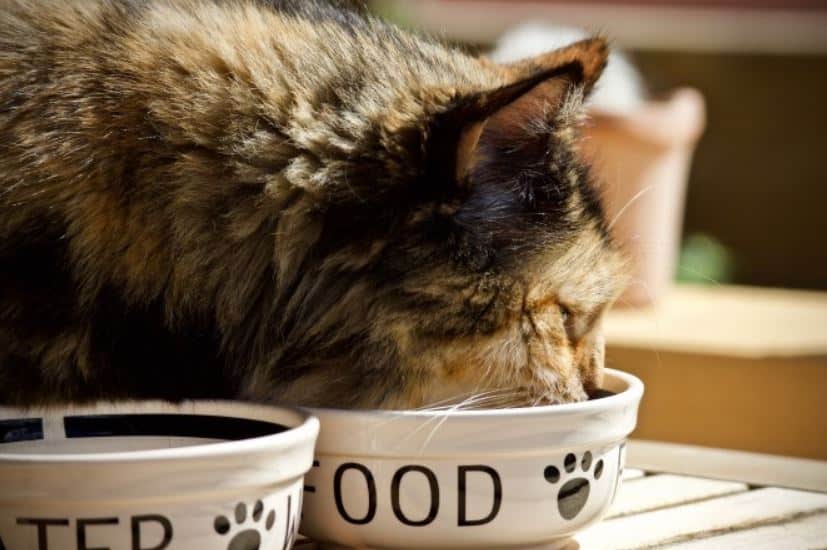 Rekomendasi Makanan Basah Kucing Terbaik [Kualitas Tinggi ...