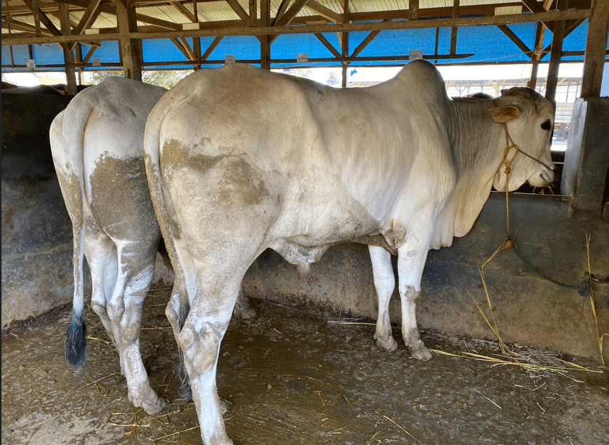 Meneropong Manajemen Pakan untuk Sapi Potong | PakanPabrik.com
