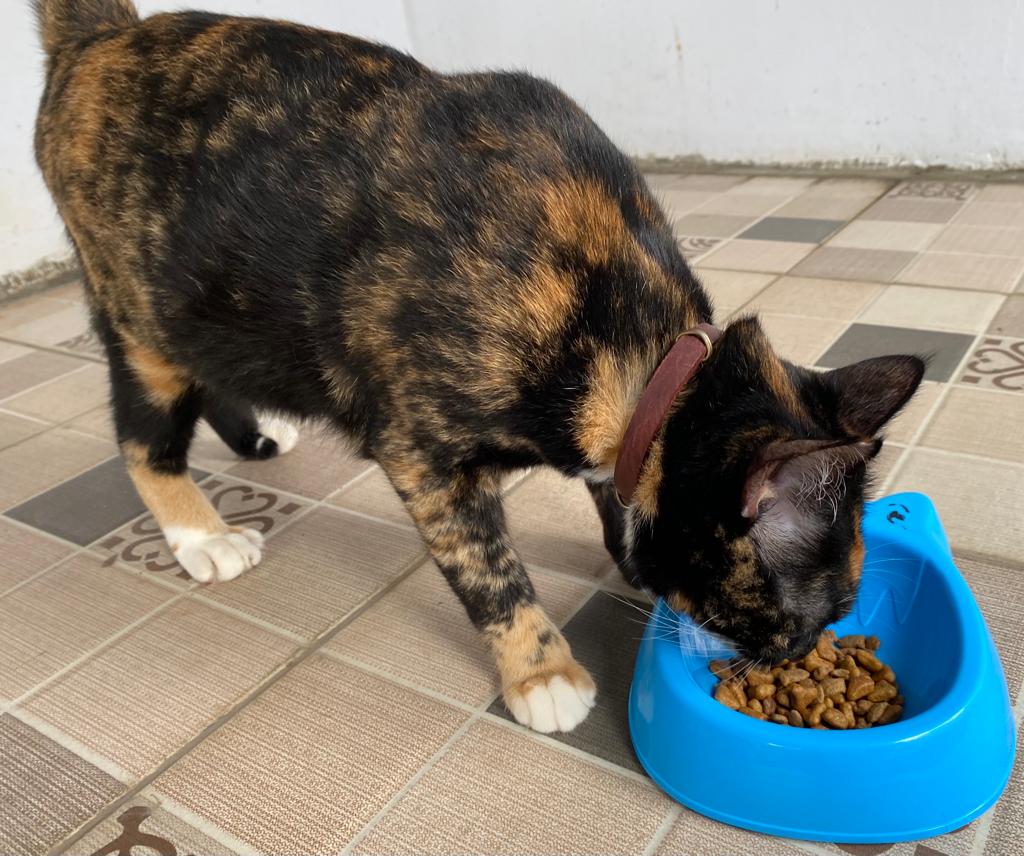 Kombinasi Pakan Kucing Agar Tetap Sehat | PakanPabrik.com